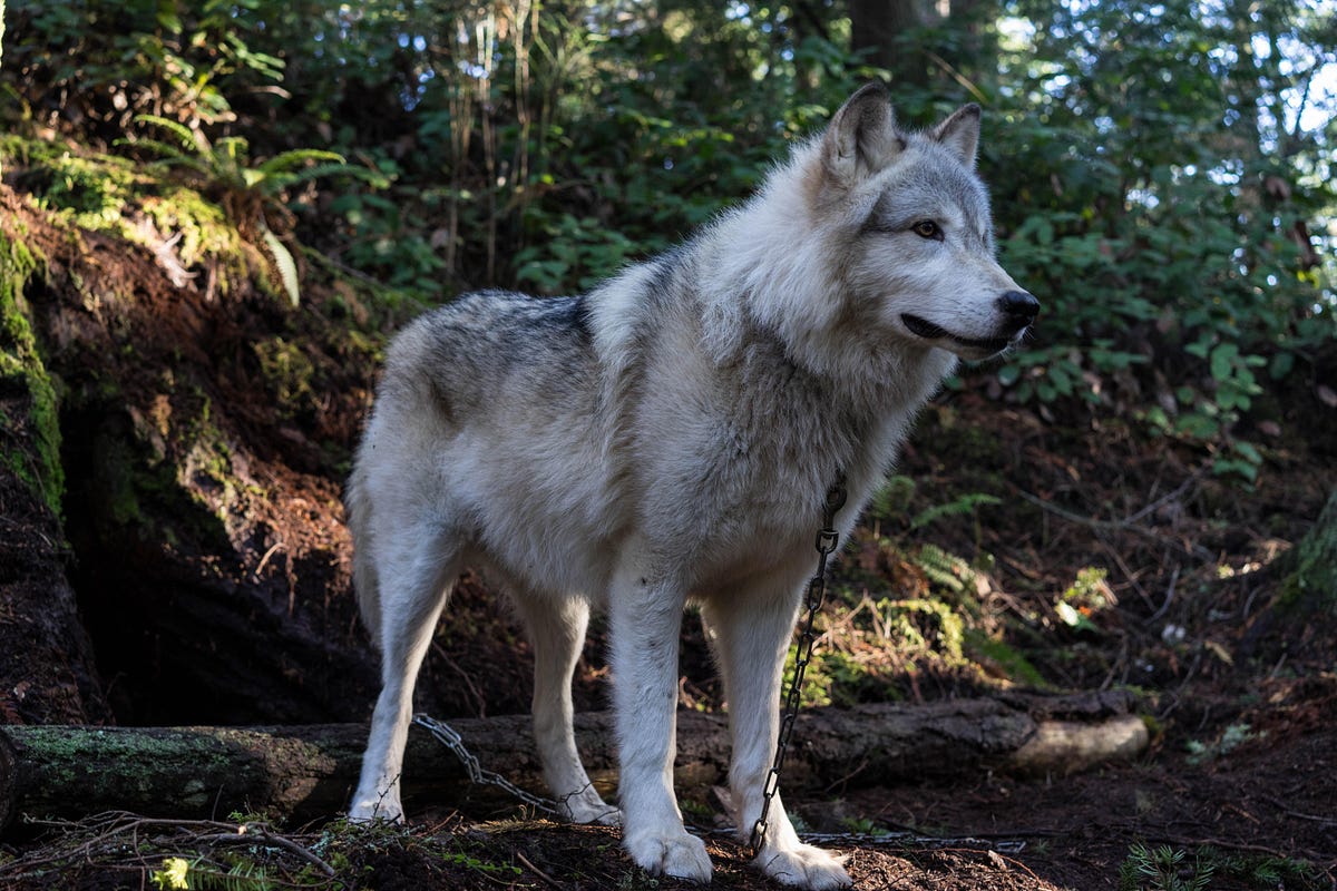 Gray Wolves in Washington Still Endangered Despite Population Growth ...