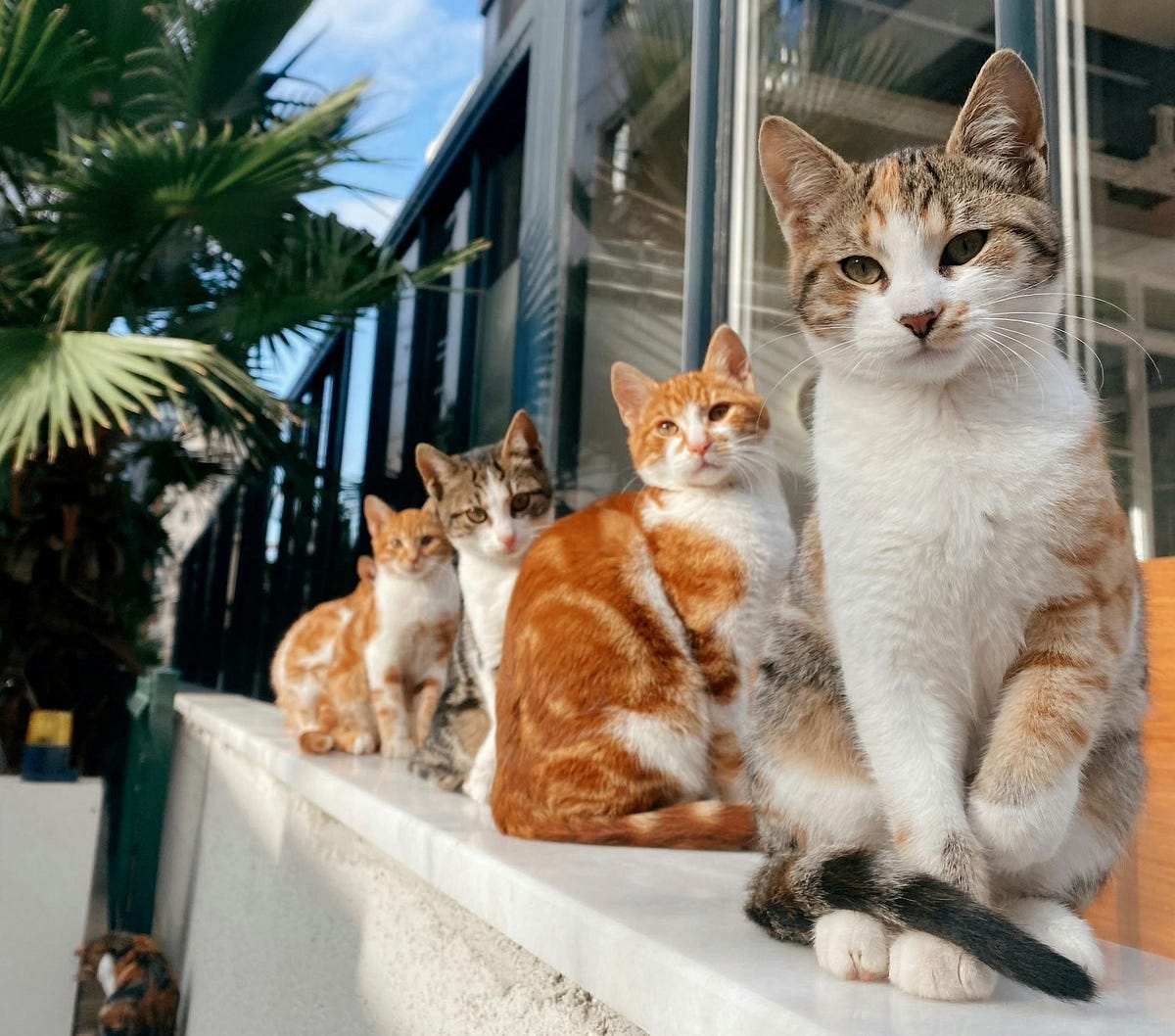 Purr-sonalities Galore: Which of The Five Cat Personalities Does Your ...