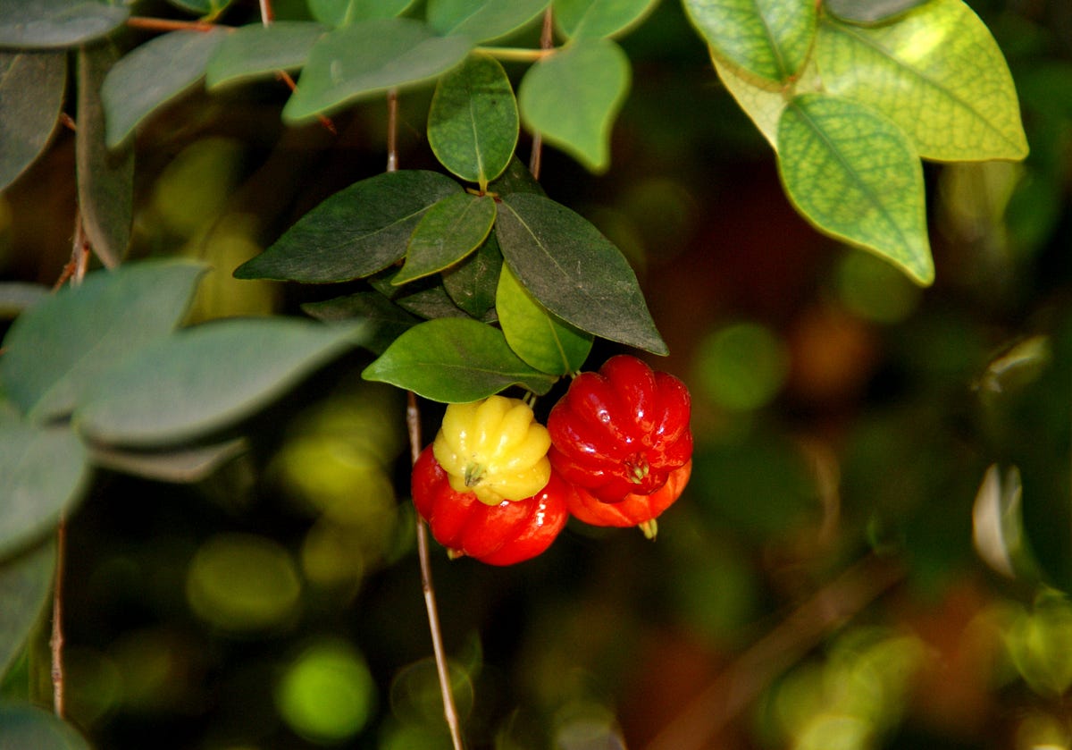 Luscious Fruits -3. Fruits in the arboretum | by Dr. Seema Patel (PhD ...