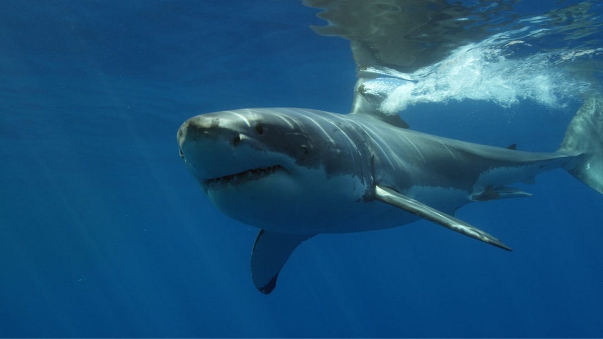 Yes, great white sharks are indeed magnificent creatures. They are one ...