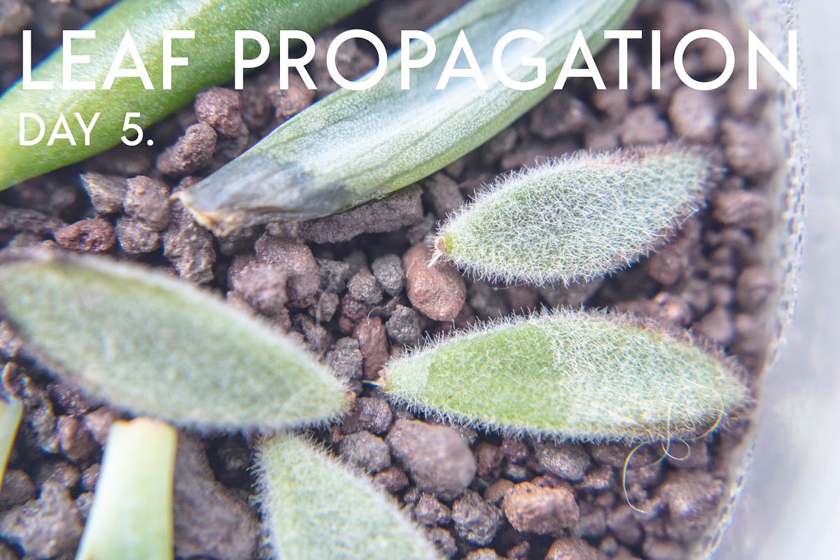 Succulent propagation — Day 5 - Tough Botany - Medium