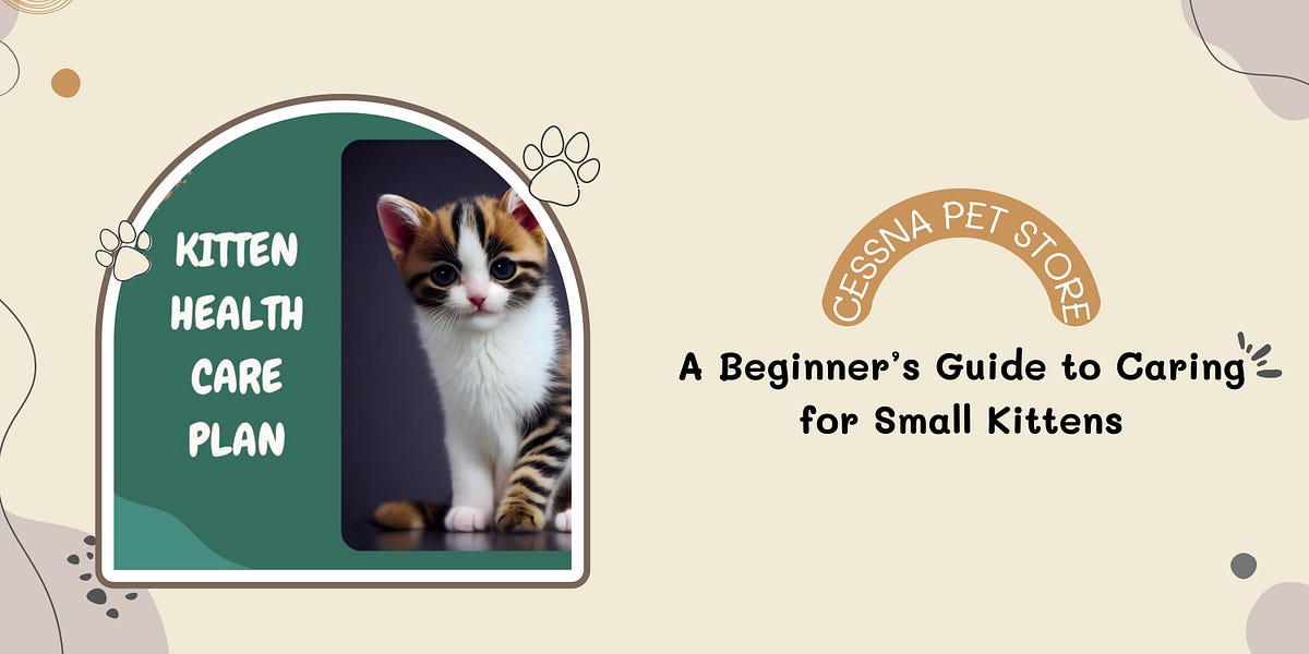 A Beginner’s Guide to Caring for Small Kittens | by Cessna Pet Store ...
