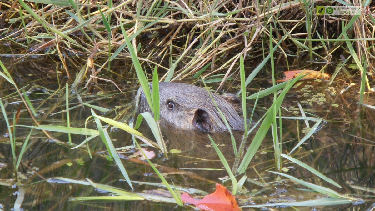 Nutria | by 日本ヌートリア交流協会@MEDIUM | Medium