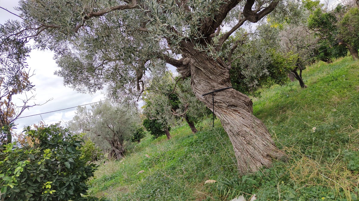 Can a Tree Feel Like a Human Heart? They Are Both Helical | by Desiree ...