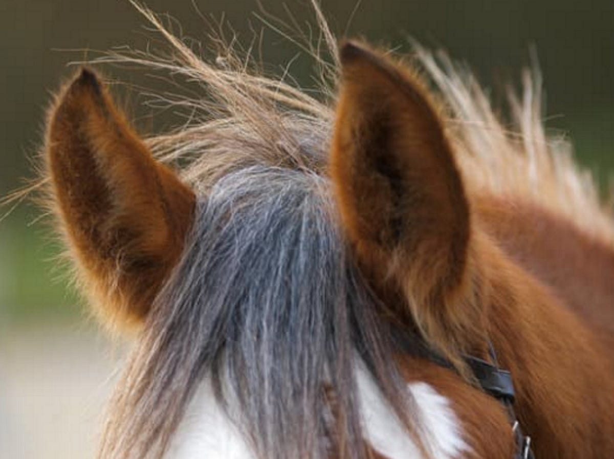 How Well Do You Listen and Pay Attention to the Sounds Around You? | by ...