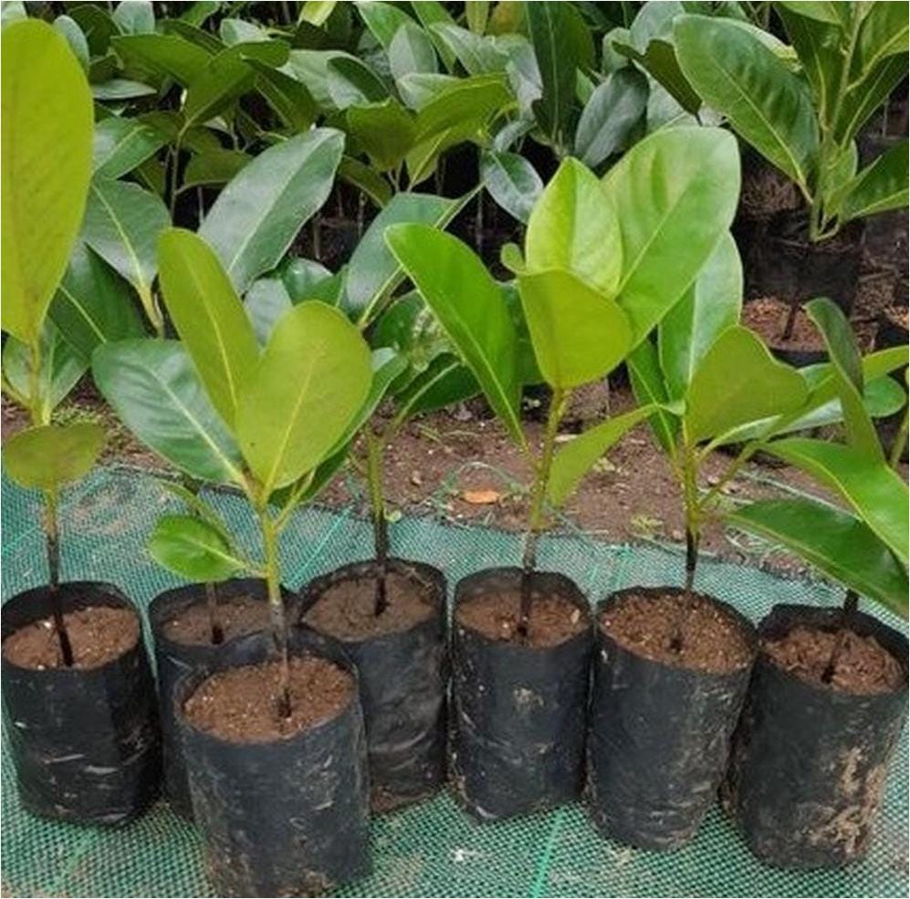 Bibit Black Sapote Stek Pucuk Cepat Berbuah Tegal Berkualitas | by ...