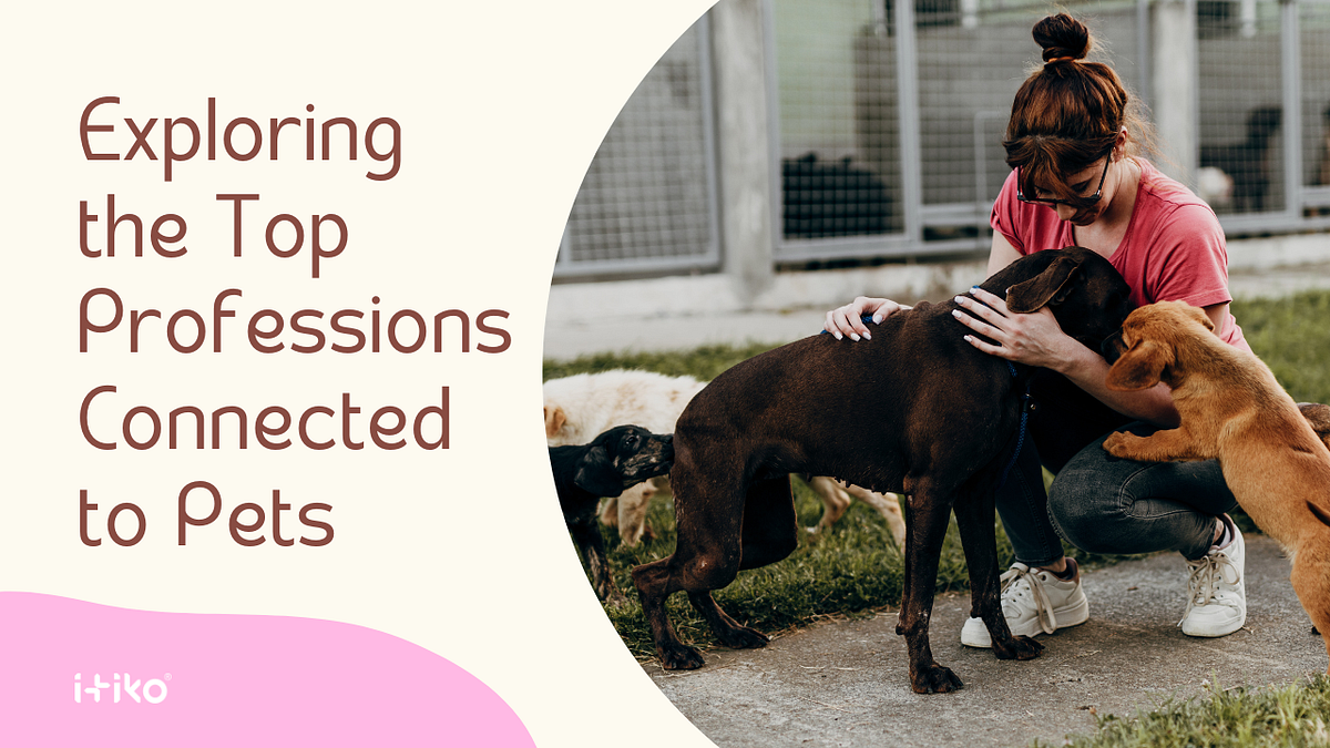 Exploring the Top Professions Connected to Pets | by Itiko - Delightful ...