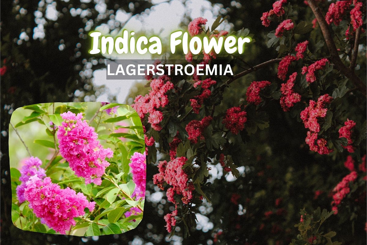 Crape Myrtle Chronicles: The Allure of Indica Flowers and their ...