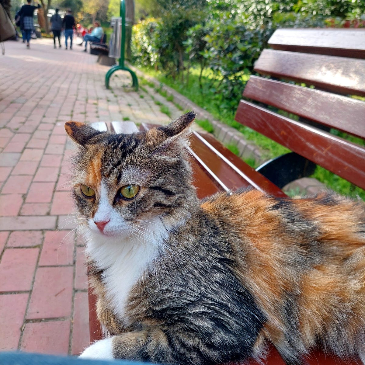 Belki bir kedi - Ömer Sevim - Medium