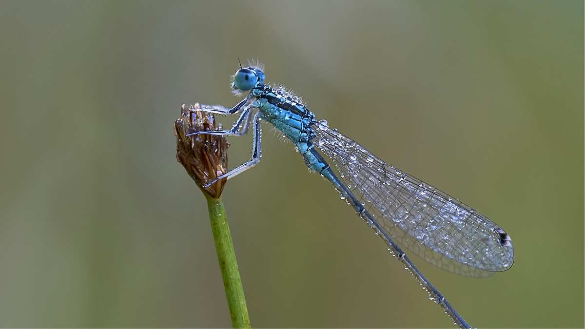 How I Came To Spy My Dragonfly. Looking for hope in difficult times ...