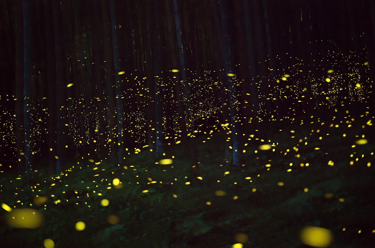 10 things to know before going for Firefly Festival | by Riya Rupta ...