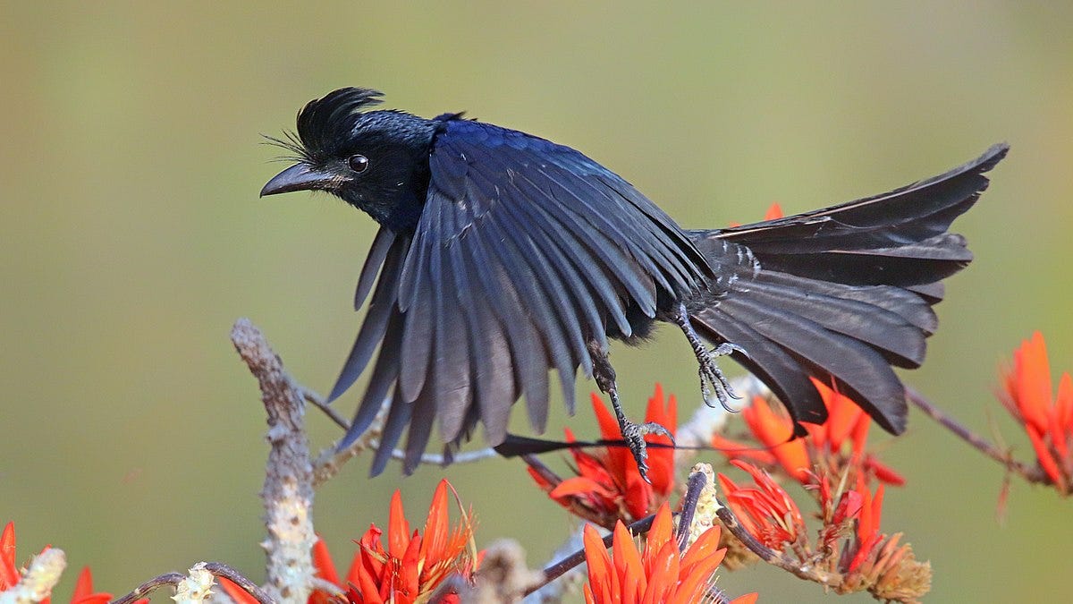 Preface: Birds of a Feather Deceive Together | by A Forked Tale by The ...