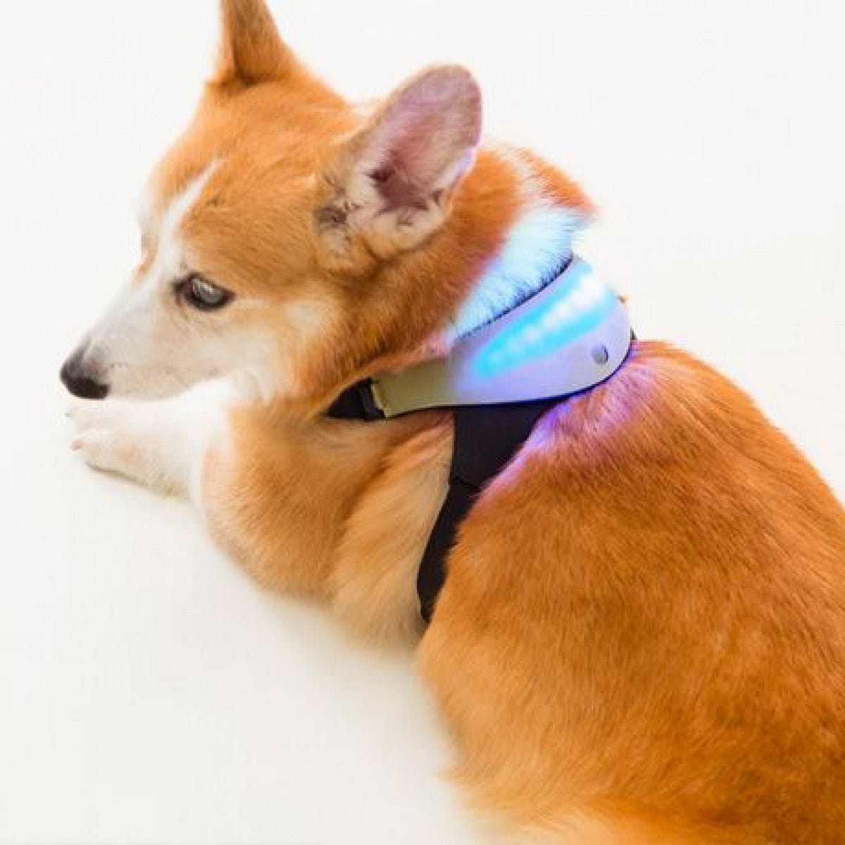 Unleashing Pet Wellness: Navigating the Smart Tech Era | by Marie | Dec ...