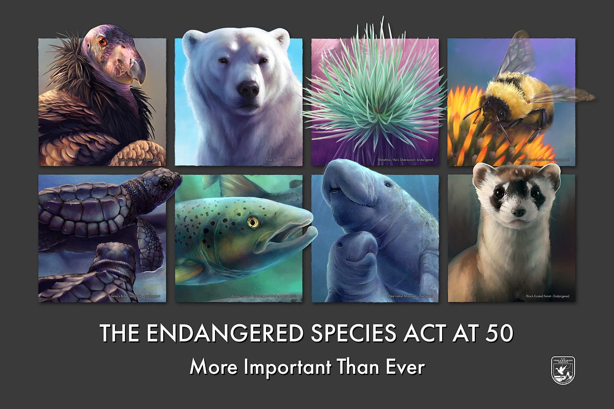 Key Federal Conservation Law Turns 50: The Endangered Species Act | by ...