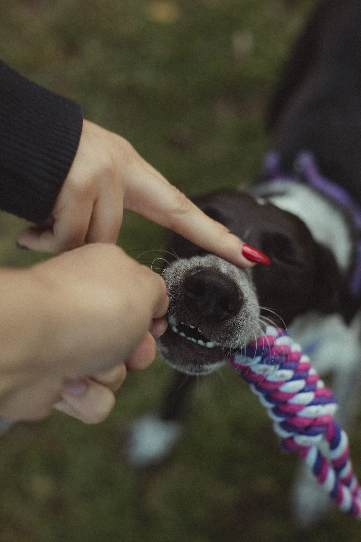 Vibe Check at the Dog Park. No dog, just vibes, sweat, and a hint… | by ...