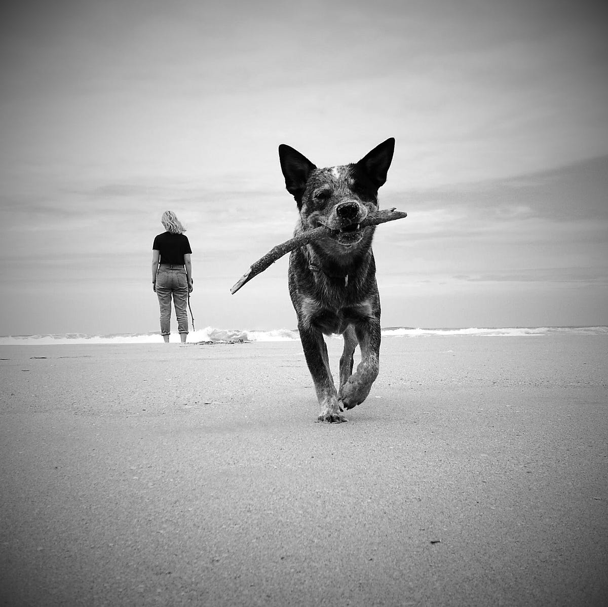 The sad truth about guilty dog videos. | by Karis Nafte | Medium