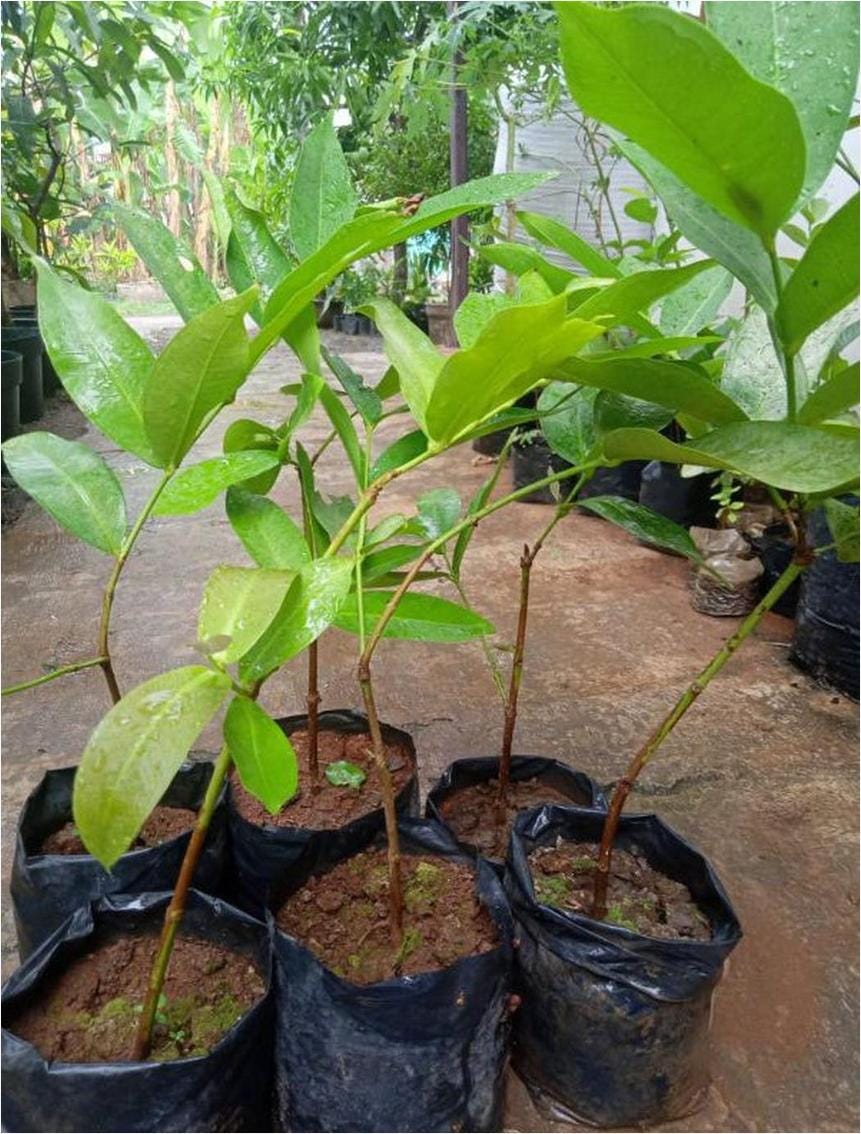 Bibit Jambu Air Merah Delima Ponorogo Terbaik | by Pusat Bibit | Medium