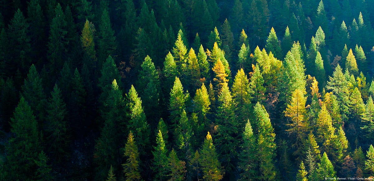 A Powerfully Hierarchical Tree Data Structure Design Model Best Practice By Johnbeanlee Medium