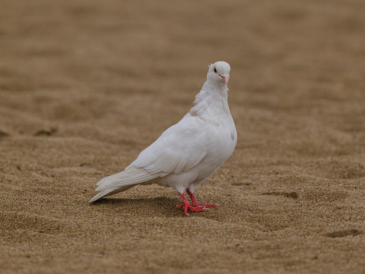 Why I Called Him Fredrick. A moment of recognition — naming the… | by Ahlam Alhumayd | Jul, 2025 ...