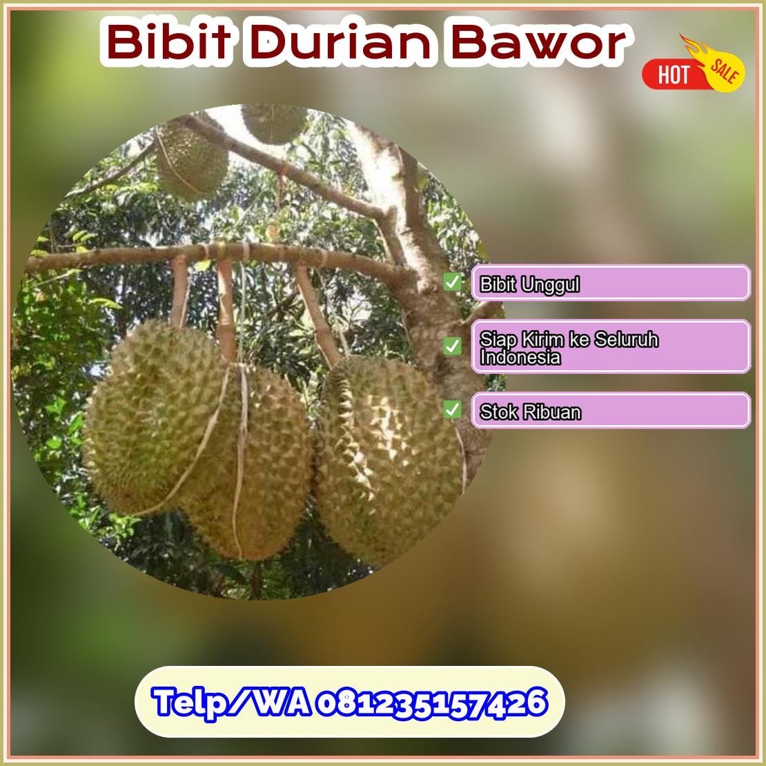 Harga Bibit Durian Bawor Cilacap | by Itangnursery | Aug, 2023 | Medium