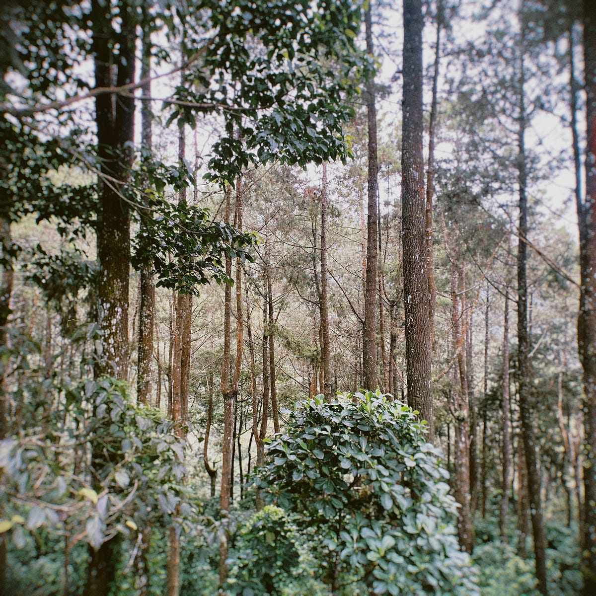 Tarian Angin - Memoar Faizah - Medium