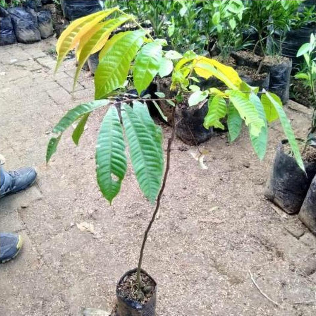 Bibit Tanaman Buah Matoa Unggul Hasil Cangkoksambung Magetan ...