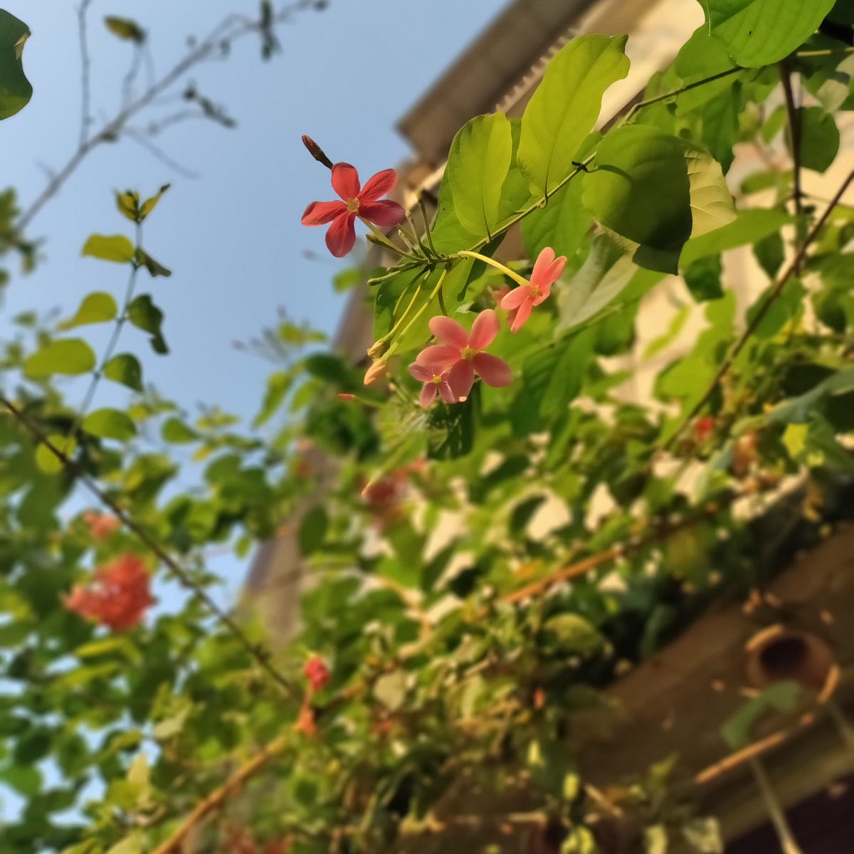 madhumalati. // an attention seeker is this Rangoon… | by Namita Jain ...