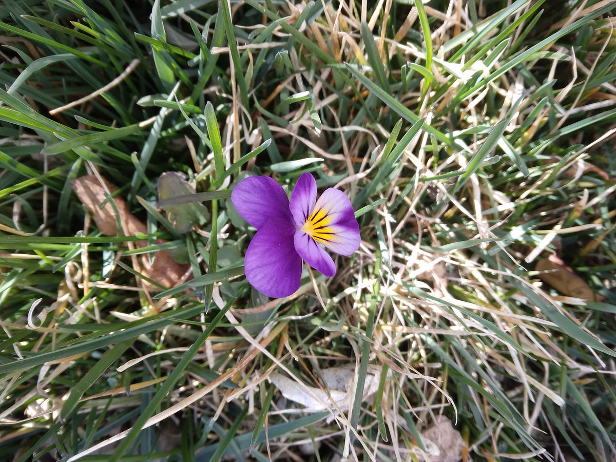 The Purple Collection: March to May | by Ann James | Dead or Alive ...