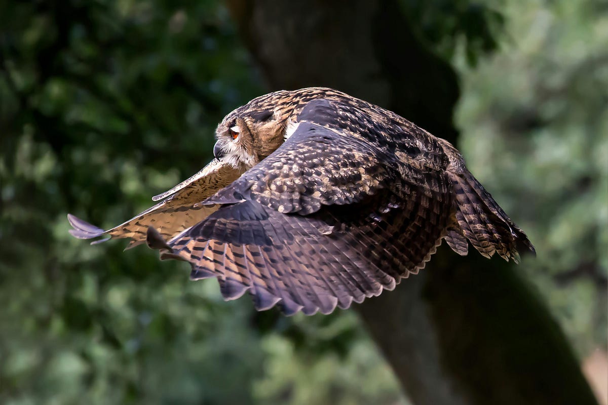 15 Haiku on Owls and Other Raptors | by EnsearchofYou | Medium