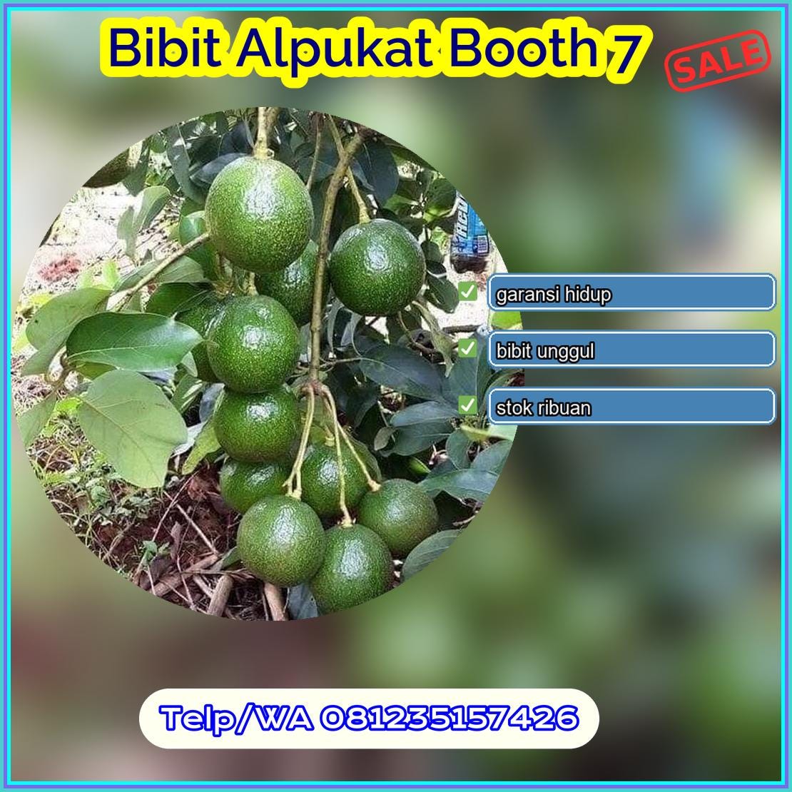 Grosir Bibit Alpukat Booth 7 Banggai - Andayani Purnama Sari - Medium