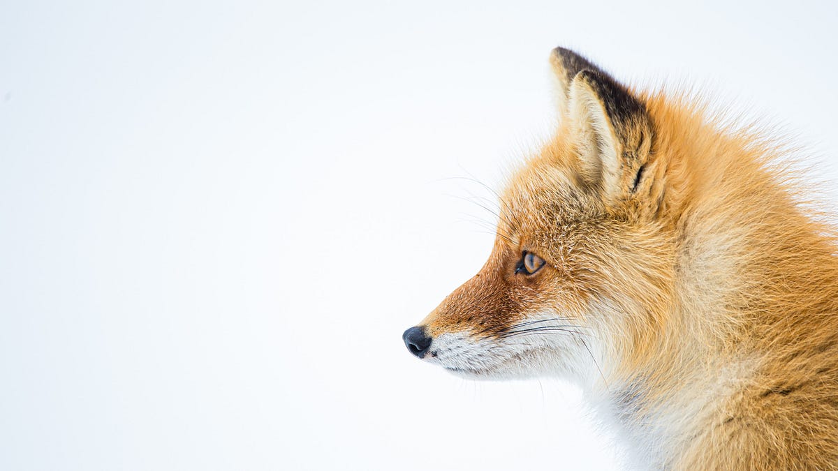 Lessons From A Fox, Fisherman, and Forest On Overthinking | by Jesse ...