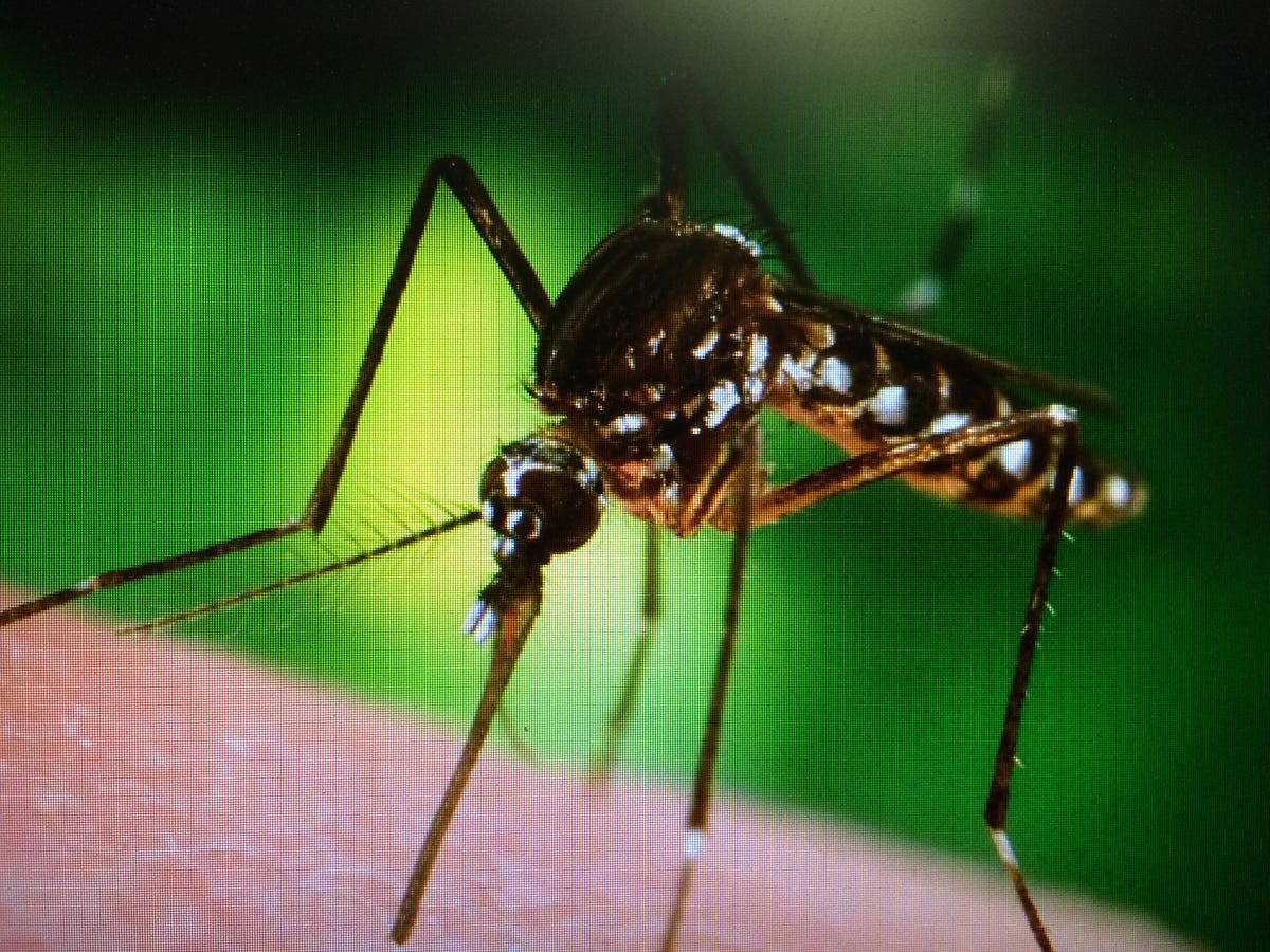 THE ZIKA VIRUS IS HERE!!!!!!. This is a must read Florida resident’s ...