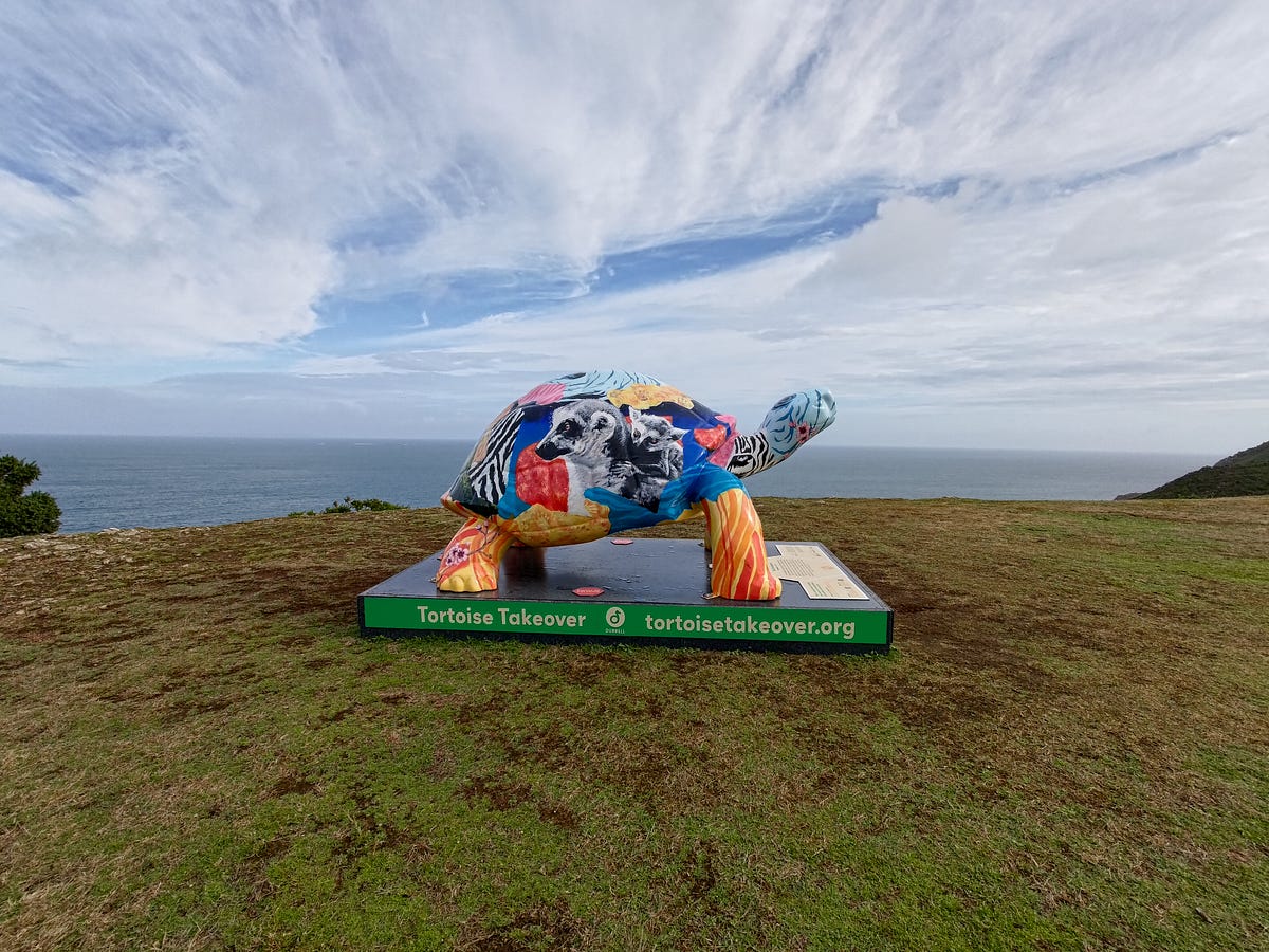 Jersey Tortoise Takeover — Big Cycling Challenge! | by Simon Harrison ...