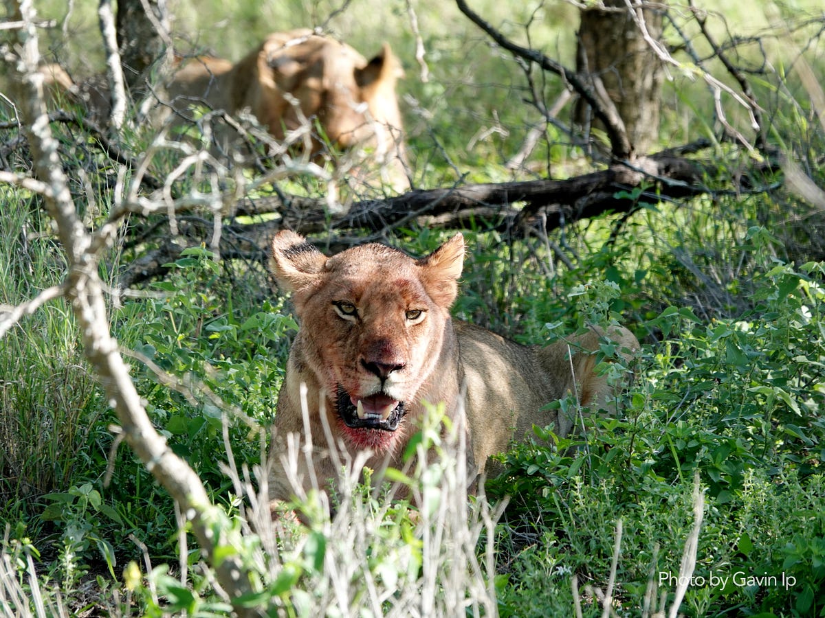 If you do love animals, Do Safari instead of going to the zoo! | by Gavin the Wanderer | Medium