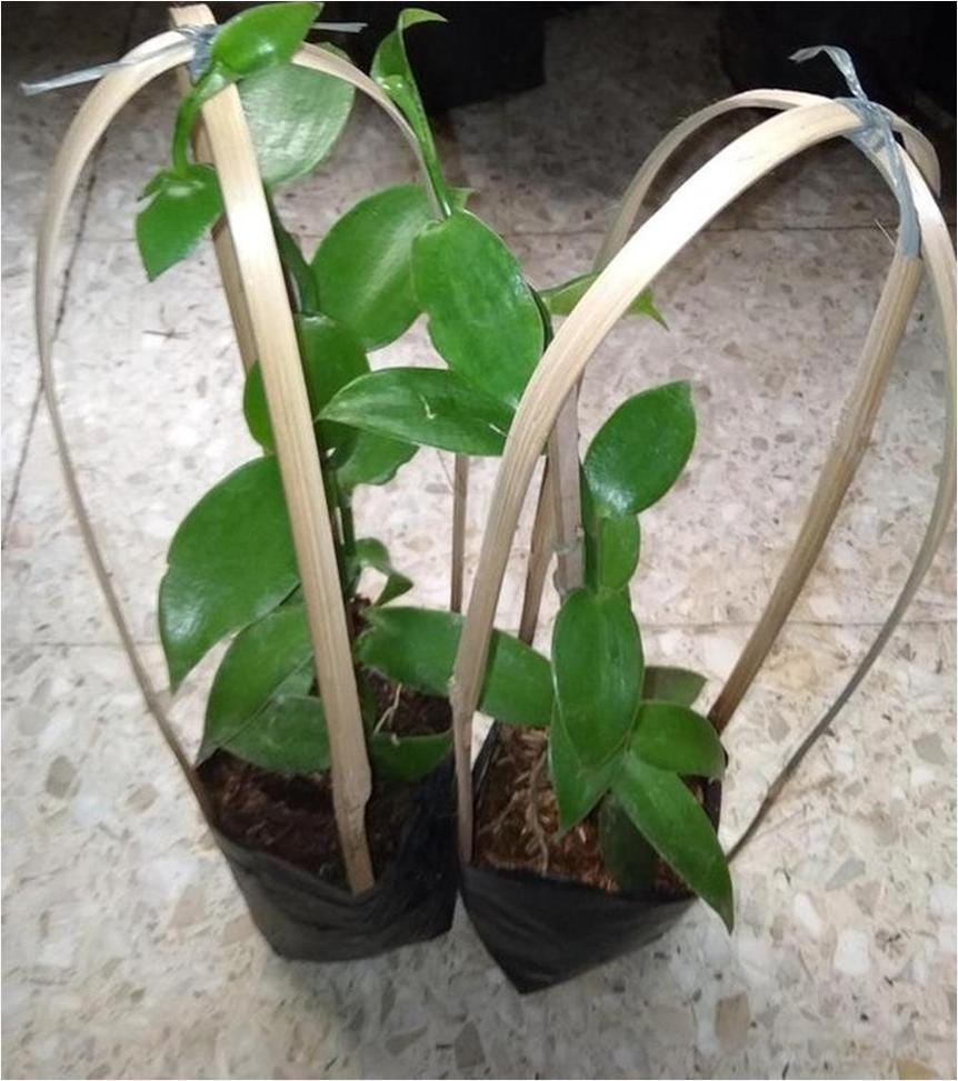 Bibit Tanaman Vanili Vanilla Garut Terlengkap | by farzan bibit | Medium