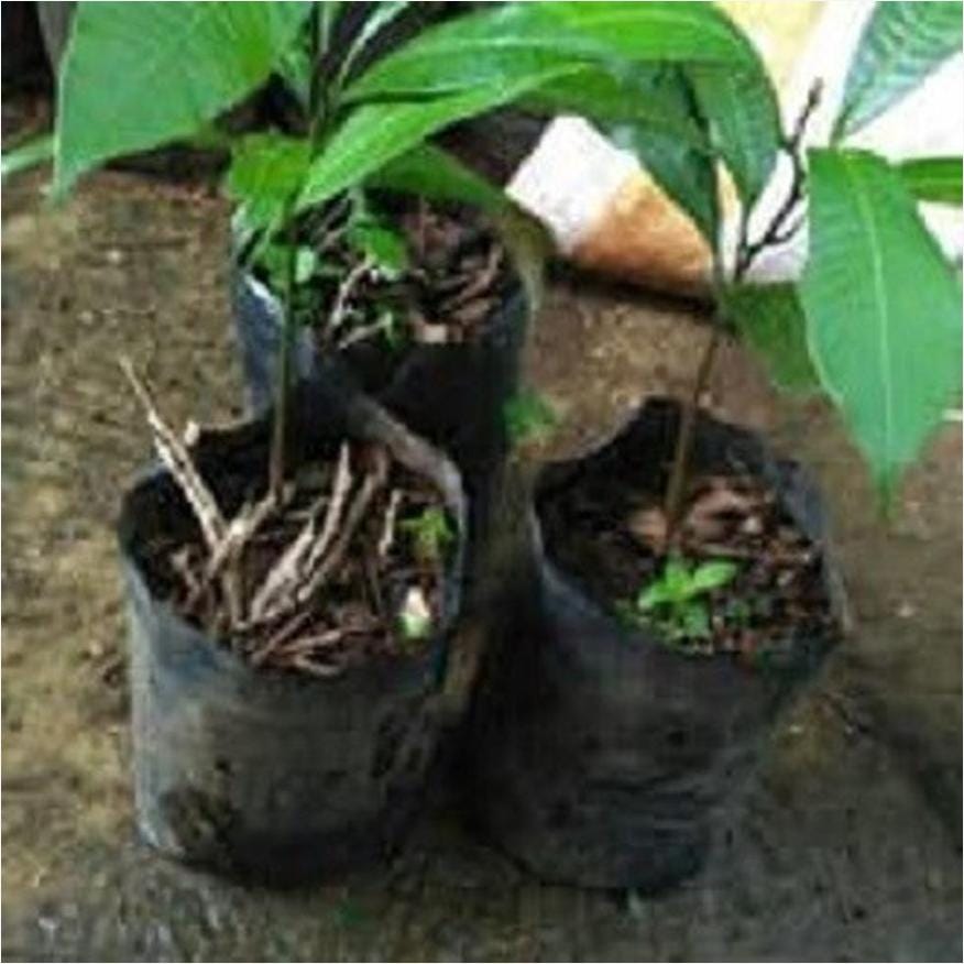 Obral Bibit Pohon Gandaria Tanaman Buah Jatake Terlaris Rembang | by ...