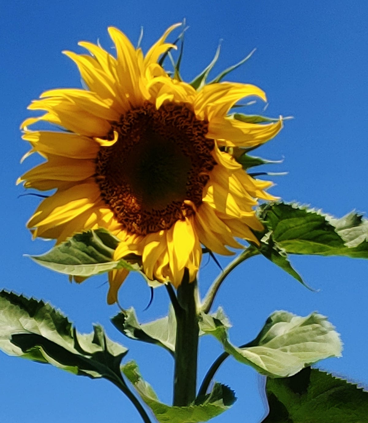 Whenever I see sunflowers, smiles, sunshine, and joy follow | by Moryt ...