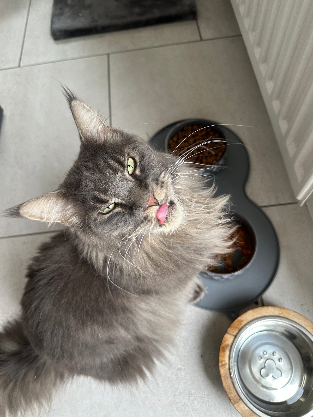 The Cat That Almost Killed Me. They say, ‘Don’t bite the hand that ...