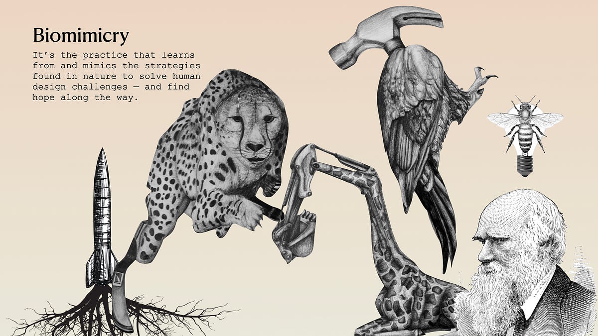Biomimicry: when nature inspires design | by Christian Benjumea | Medium