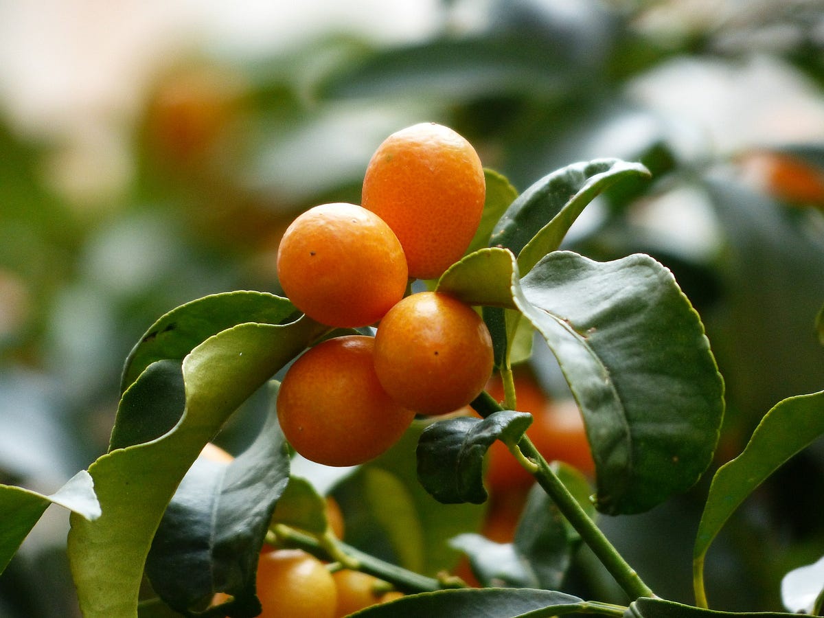 Best Dwarf Trees For Your Garden. For small gardens, it is ideal to ...