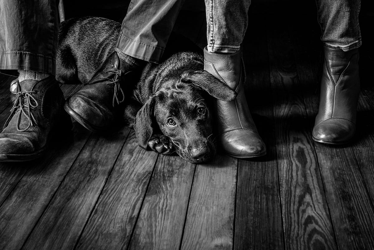 Dog Life, Human Life: Lessons in Community Connection | by Sarayu Adeni ...