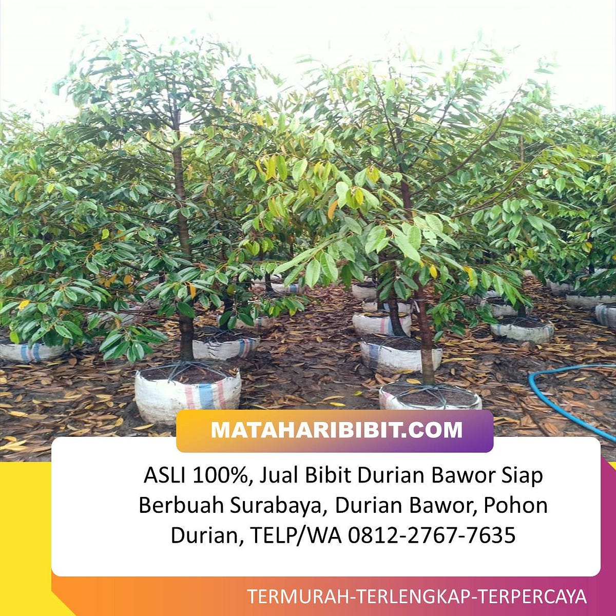 ASLI 100%, 0812–2767–7635, Jual Bibit Durian Bawor Siap Berbuah Surabaya, Durian Bawor, Pohon ...