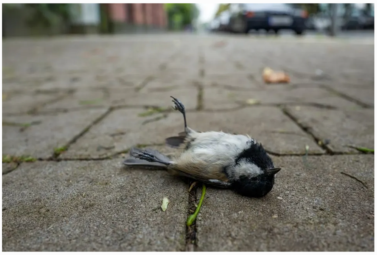 Four In Five Bird Species Cannot Tolerate Intense Human Pressures | by ...