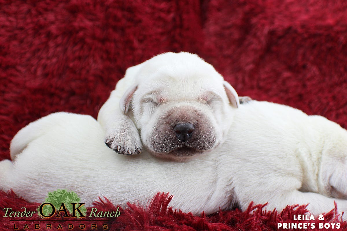 Pure white Labrador puppies on Sale | by Tender OAK Labradors | Medium