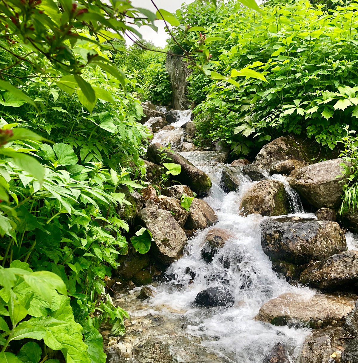 Haiku — Waterfall. Japanese poem: 滝 (Taki) | by Lucy King | Haiku Love ...