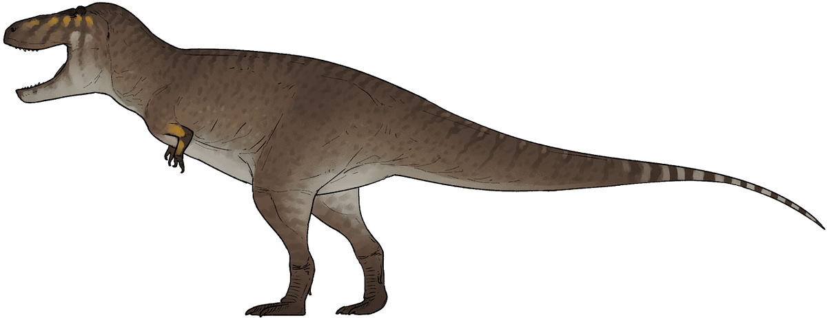 Tyrannosaur mcraeensis: An overview of T. rex’s cousin. | by Dinosaur ...