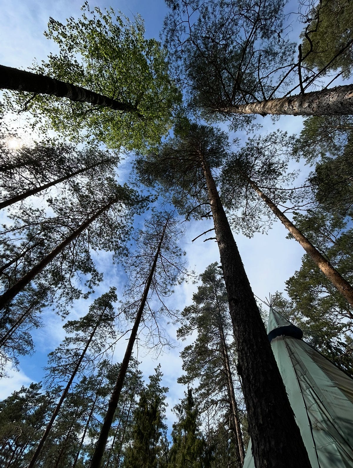 What Trees Have Heard From Me. Whispered Conversations with Nature’s ...