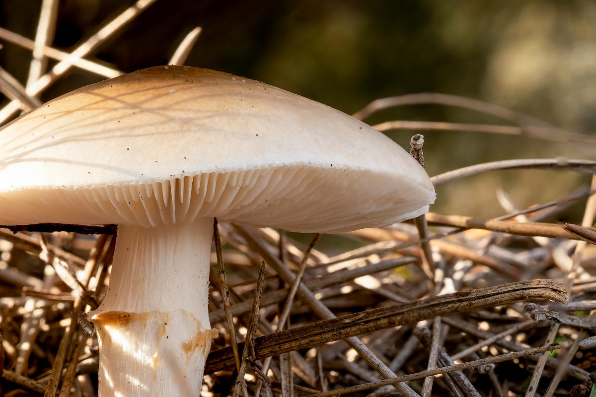 Method: Combine 3 cups of sliced mushrooms, 1 medium chopped onion, 2 ...