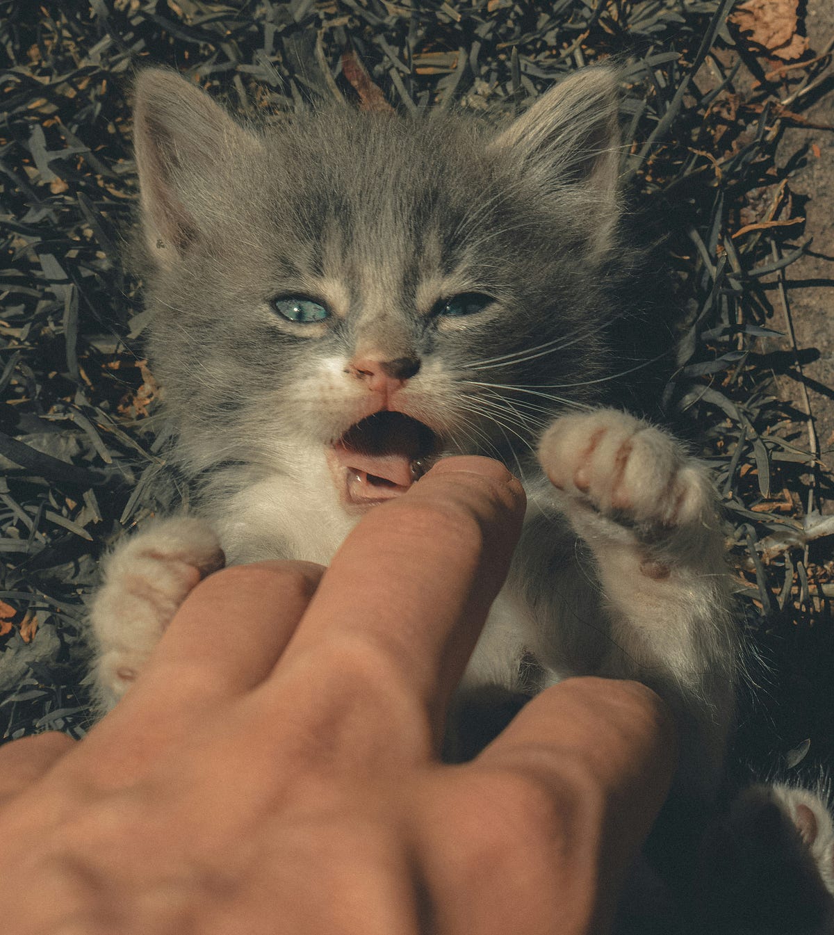 The Weird Science Behind Why You’re Ticklish | by Aditi's Attic | Mar ...