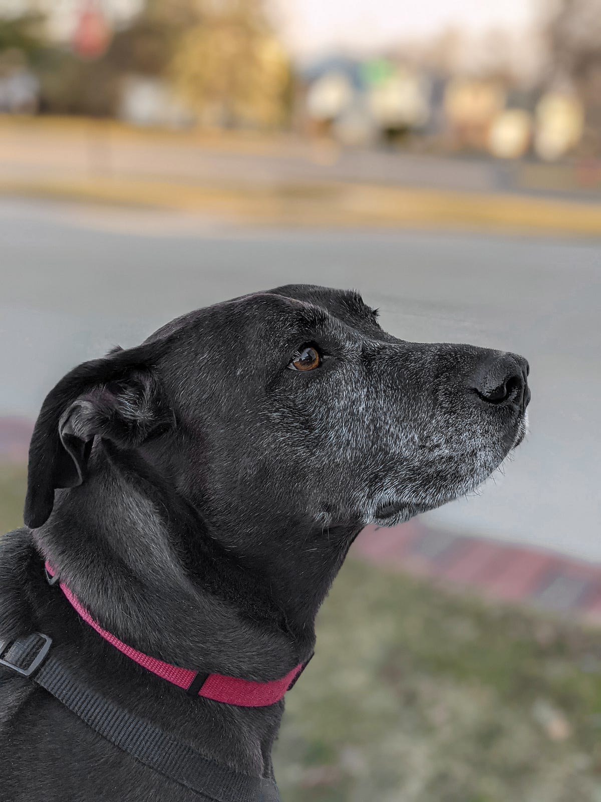 Walking with Plum | by Madisen | Madisen’s Portfolio | Medium
